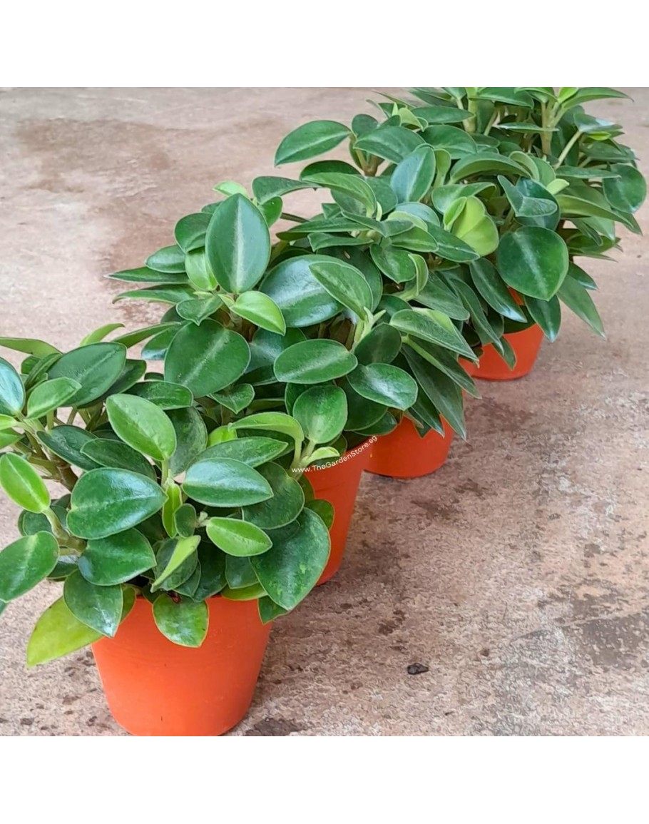 Peperomia Pixie Potted Plants